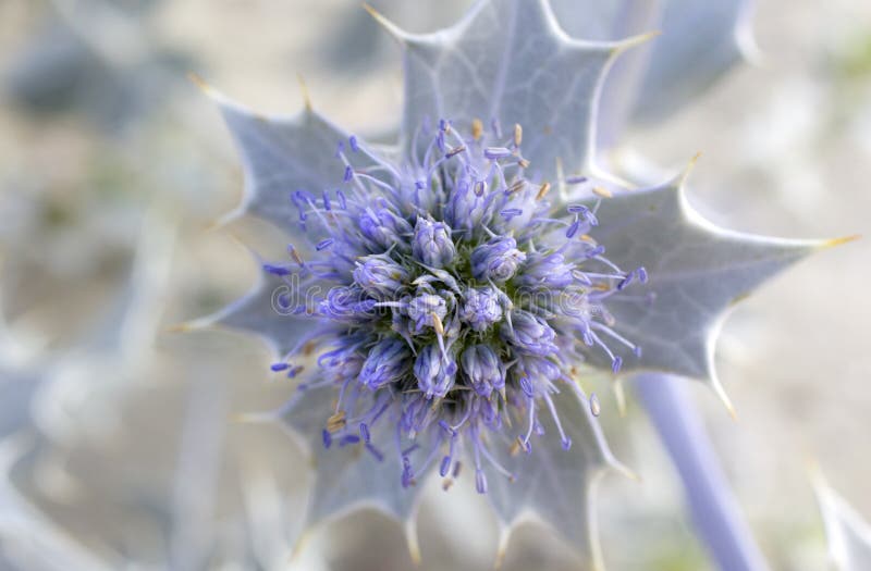 Bur stock image. Image of decorative, flower, ground - 32535025