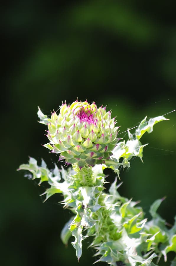 Bur Flower stock image. Image of plant, background, nature - 58552839
