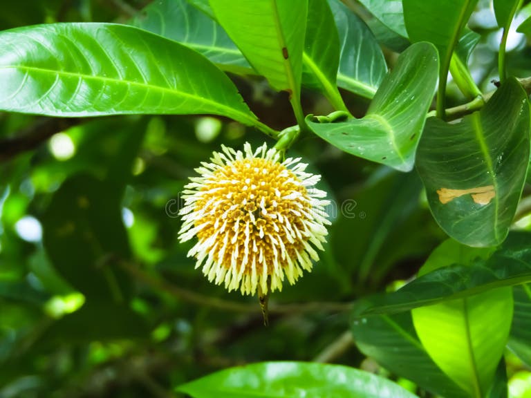 Bur flower wallpaper stock photo. Image of branch, blossom - 243348168