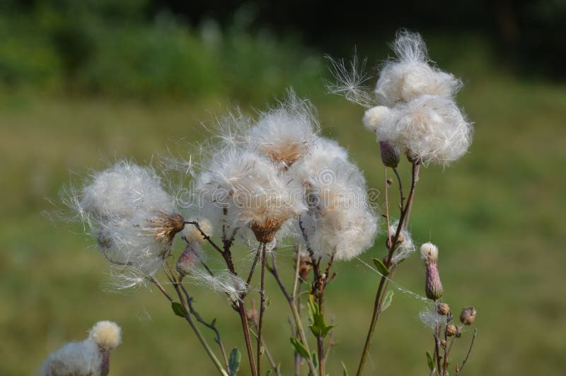 Bur flowers stock photo. Image of flower, lesser, plant - 32846376