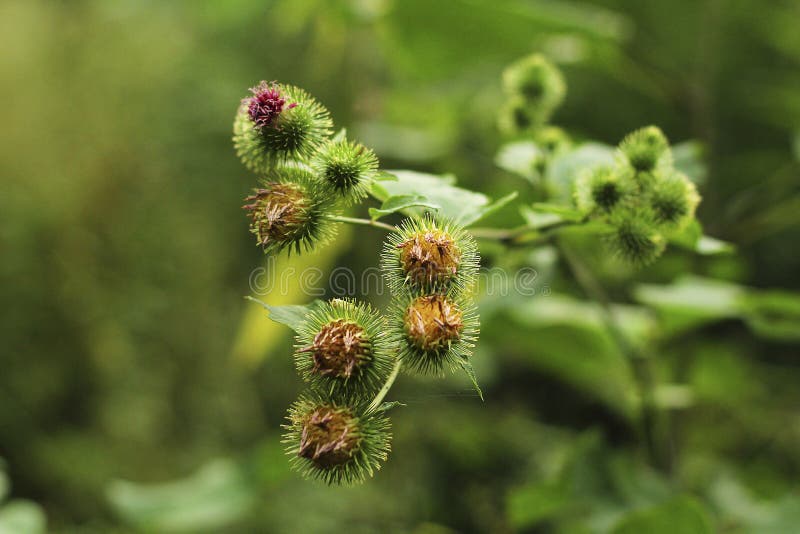 Bur flower stock photo. Image of herb, season, spike - 70597346