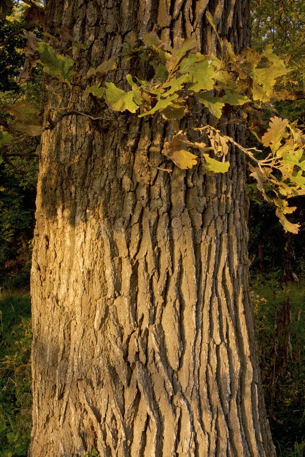 Bur Oak Tree Stock Photos - Free & Royalty-Free Stock Photos from ...