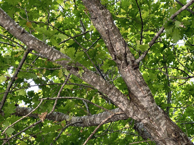 Bur Oak (lat. - Quercus Macrocarpa) Large Deciduous Tree Stock Photo ...