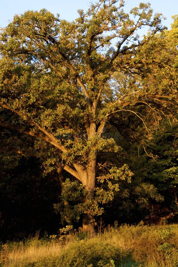 Bur Oak Tree 804532 stock photo. Image of weeds, autumn - 198603334