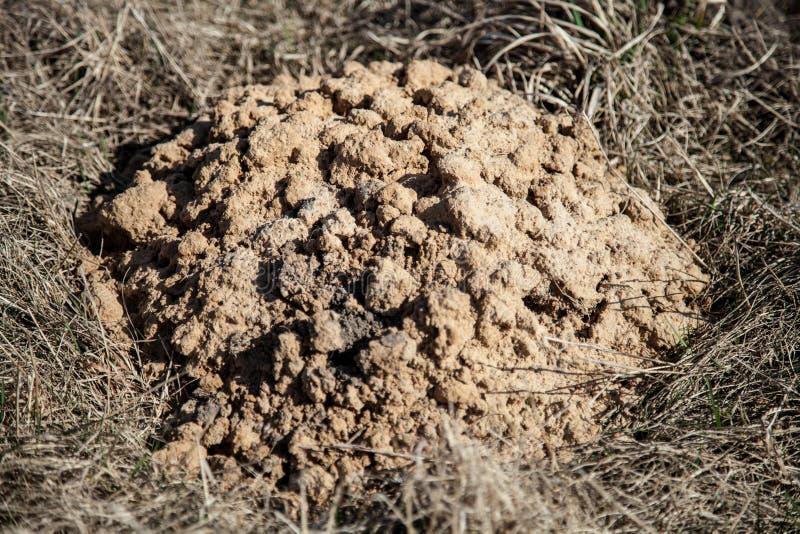 Furo da toupeira na terra foto de stock. Imagem de animal - 91565346