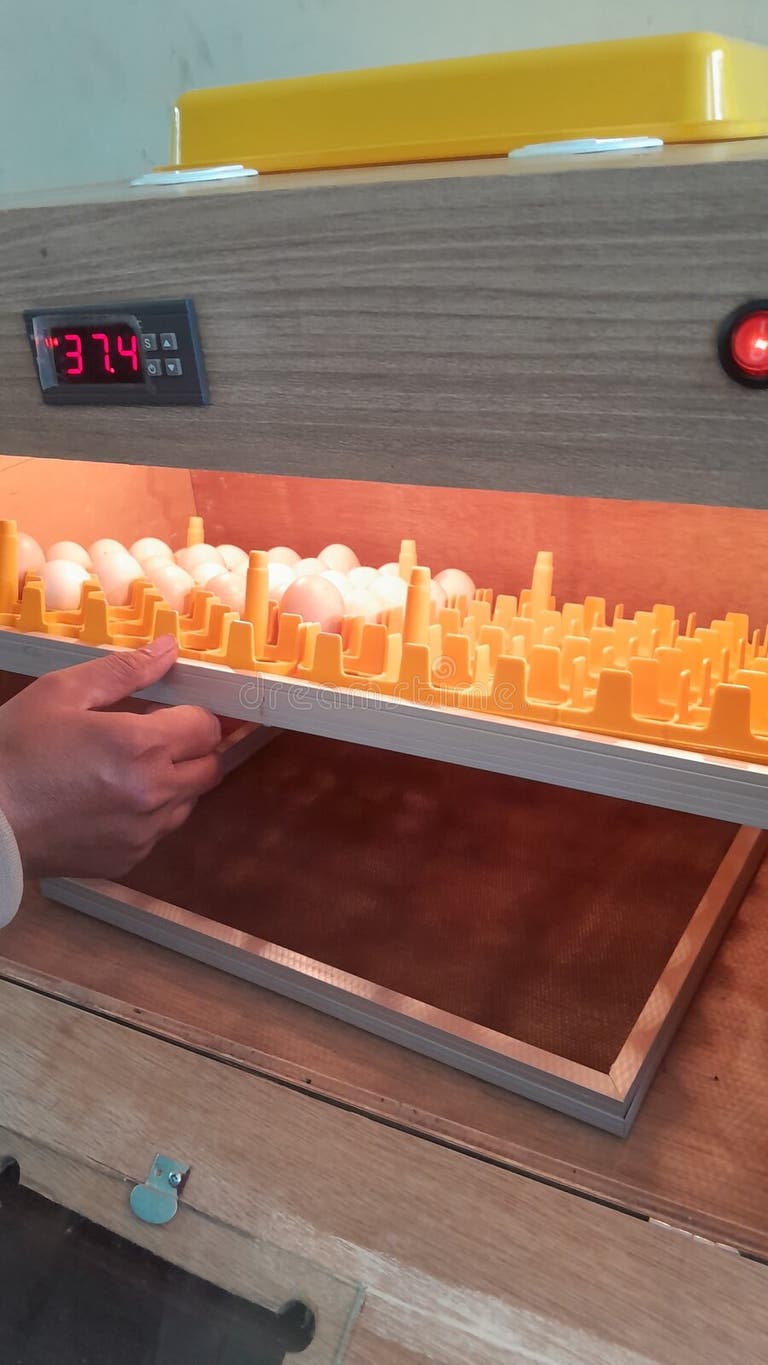 Hatching Machine Stock Photos - Free & Royalty-Free Stock Photos from ...