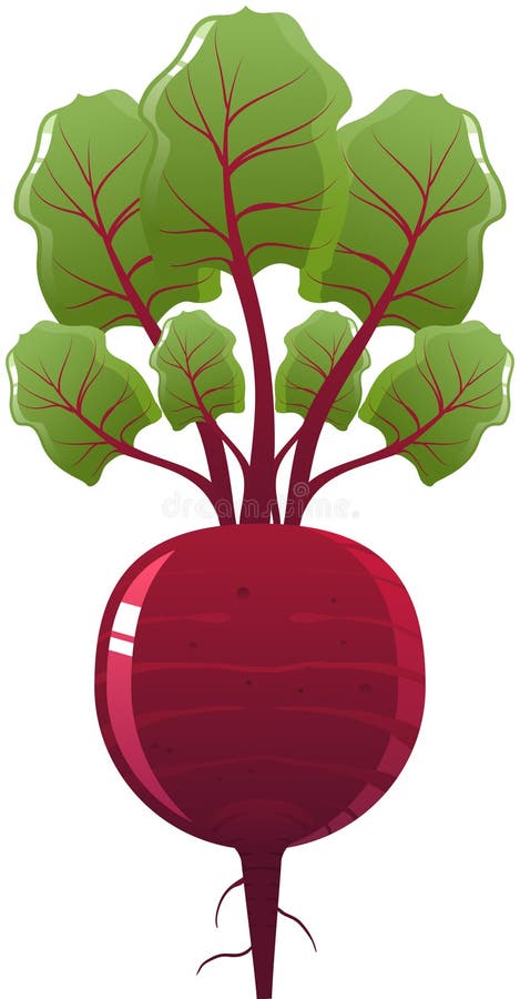 Czerwony burak ilustracja wektor. Ilustracja złożonej z kontur - 27952026