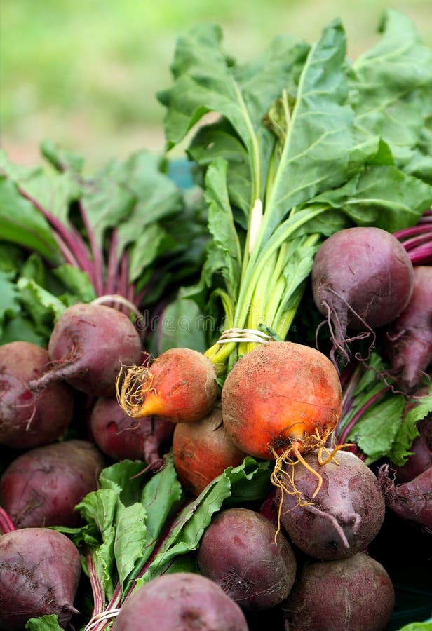 Buraki obraz stock. Obraz złożonej z czerwień, kuchnia - 102237425