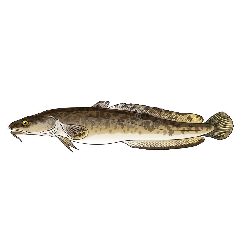 1+ Burbot drawing Free Stock Photos - StockFreeImages