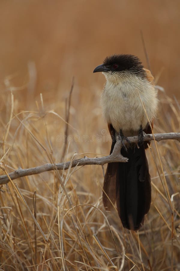 Burchel s Coucal stock image. Image of looking, africa - 23511769