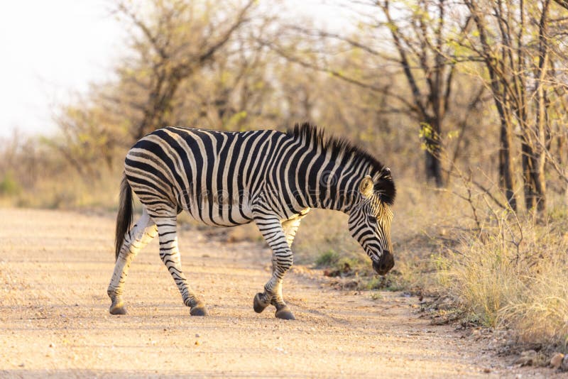 Burchel S Zebra in Kruger NP Stock Photo - Image of hair, burchel ...