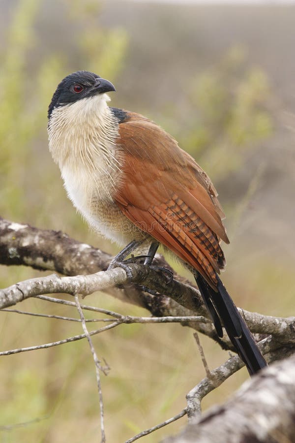 Burchell Coucal 1 stock image. Image of burchells, bird - 17844857