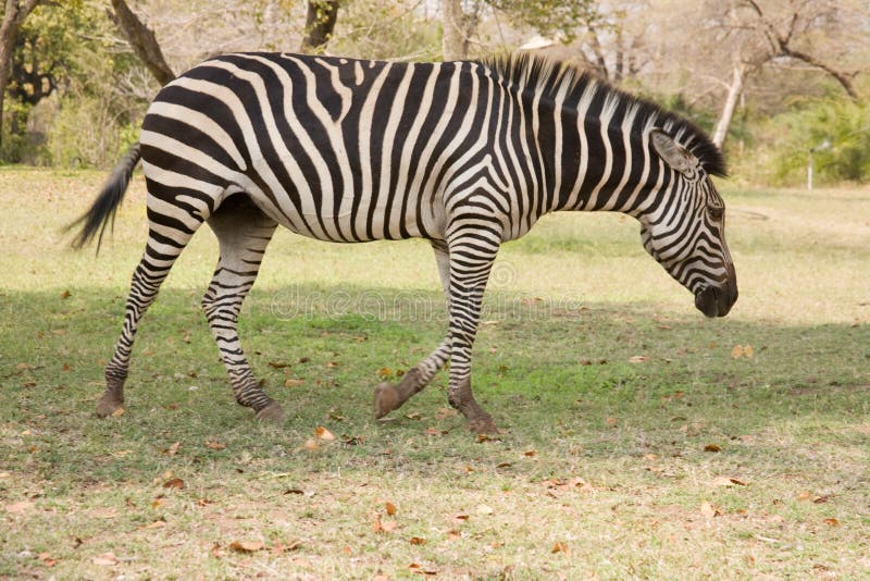 Burchell s Zebra stock photo. Image of equus, westmacott - 6434462
