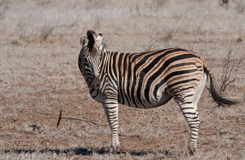 Burchell S Zebra in the African Sunlight Stock Image - Image of striped ...