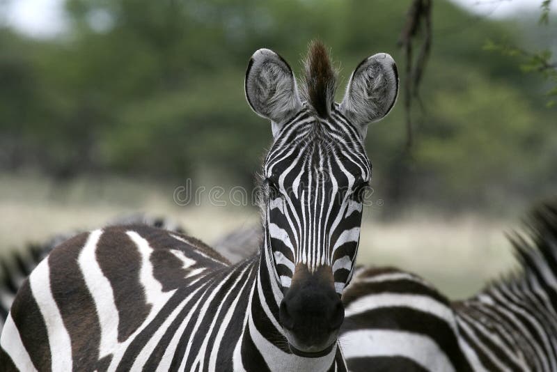 Burchell S Zebra (Equus Burchelli) Stock Image - Image of zebra, africa ...