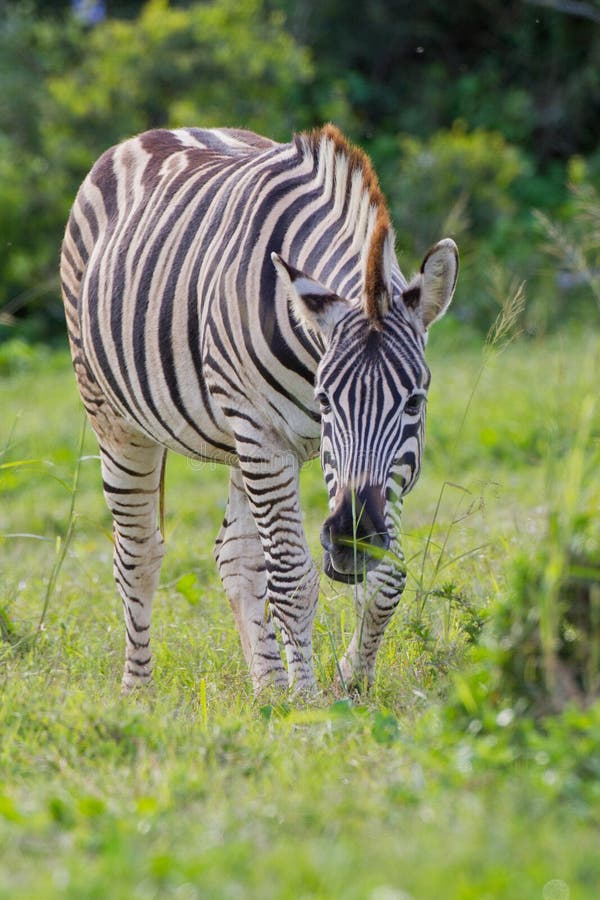 Burchell S Zebra (equus Quagga) Stock Photo - Image of africa ...