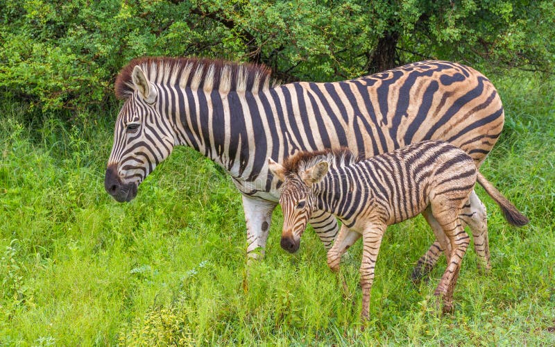 Zebra Mare and Foal Interaction Stock Image - Image of adventure ...