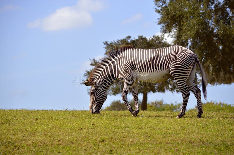 Burchell`s zebra stock photo. Image of stripes, burchelli - 81343932