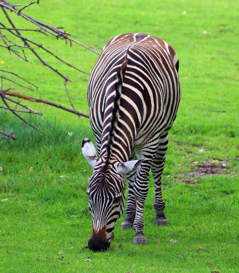 Burchell S Zebra is a Southern Subspecies of the Plains Zebra. Stock ...