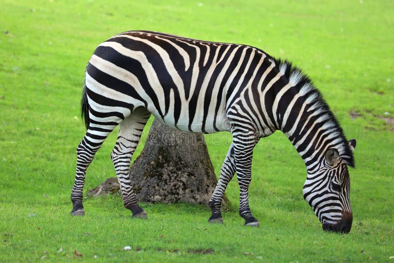 Burchell S Zebra is a Southern Subspecies of the Plains Zebra. Stock ...