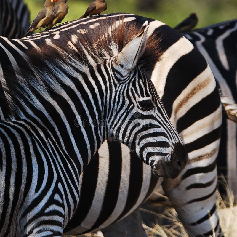 Burchell S Zebras (Equus Burchellii) Stock Image - Image of ...