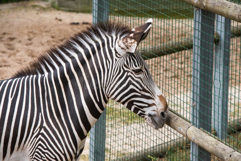 Burchell Zebra, Equus Quagga, Head Close Up Stock Image - Image of ...