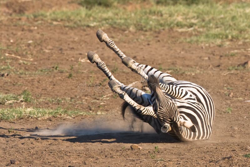 Burchells Zebra stock image. Image of outdoors, safari - 10430201