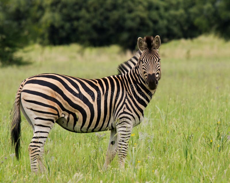 Burchells zebra obraz stock. Obraz złożonej z safari - 22409739