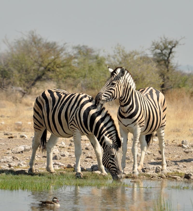 Burchells Zebra in Afrika stockfoto. Bild von safari - 25317886