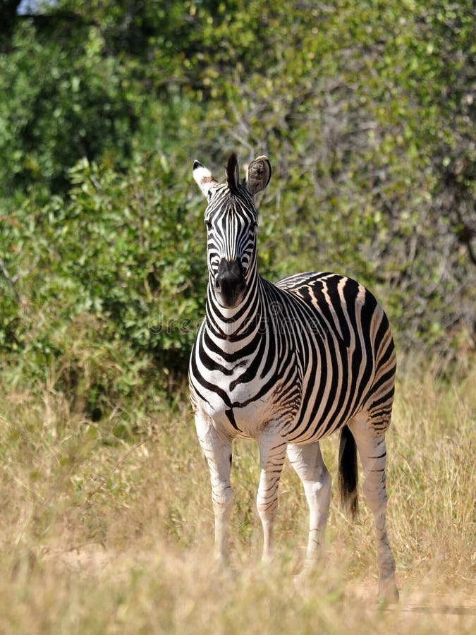 Burchells Zebra in Afrika stockfoto. Bild von safari - 25317886
