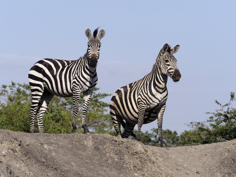 Burchells Zebra, Equus Burchelli Stock Photo - Image of animal, equus ...