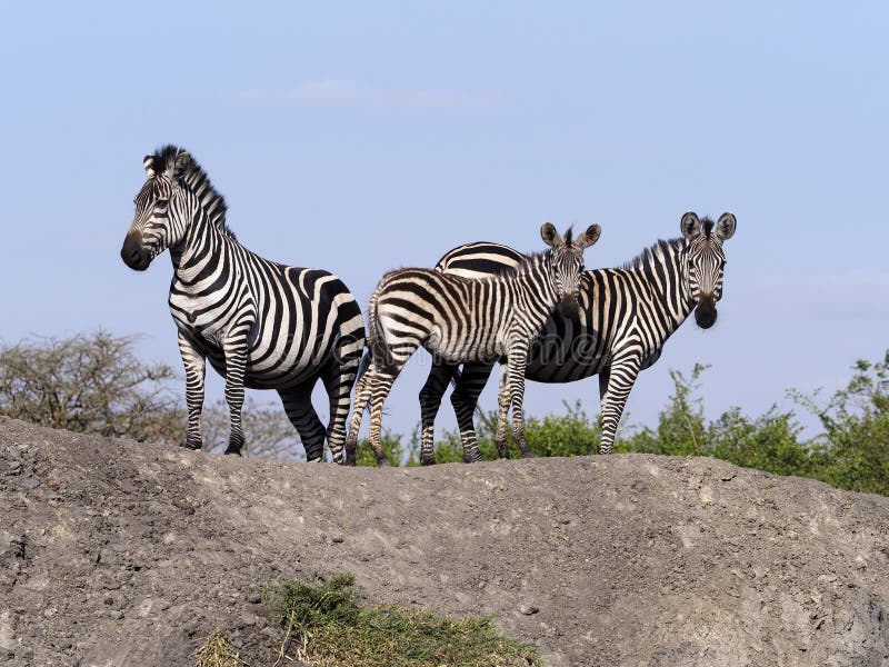 Burchells Zebra, Equus Burchelli Stock Photo - Image of africa ...