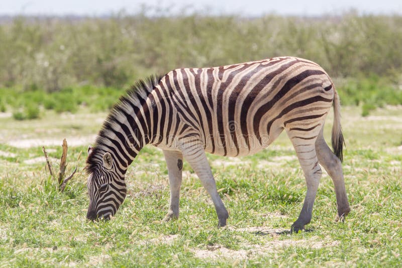 Burchells Zebra (Equus Burchelli) Stock Photo - Image of close ...