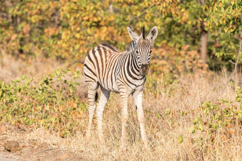 Burchells Zebra Foal Looking Towards the Camera Stock Image - Image of ...