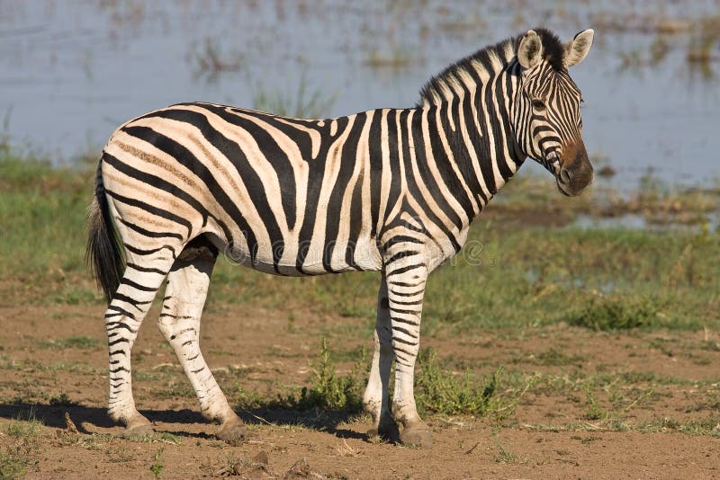 Burchells Zebra standing stock image. Image of nature - 6745277