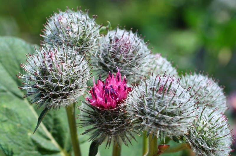 Greater burdock stock photo. Image of herb, floral, nature - 26013514
