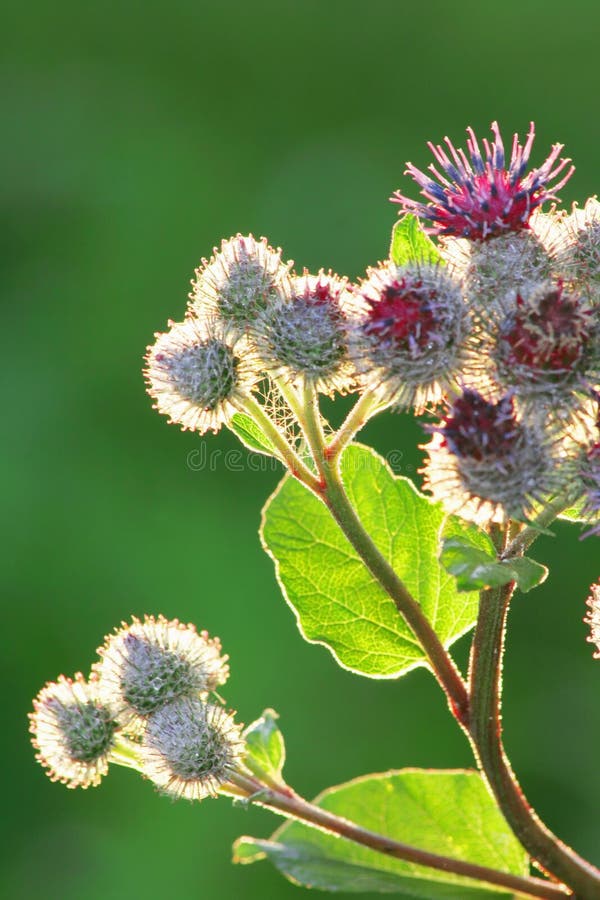 Burdock stock photo. Image of detail, closeup, herb, arctium - 5119952