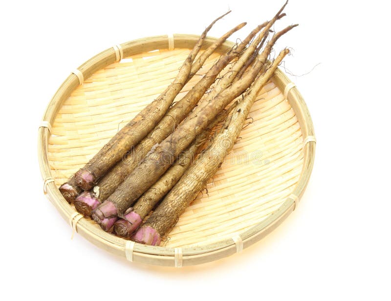 Burdock stock photo. Image of studio, root, ingredient - 54862086