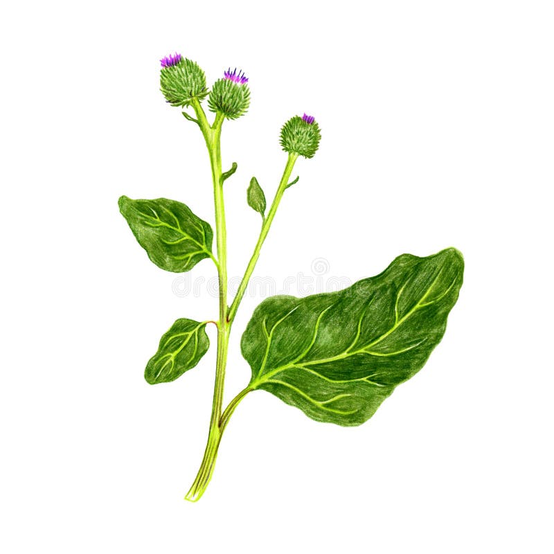 Burdock, Drawing by Colored Pencils Stock Photo - Image of floral ...