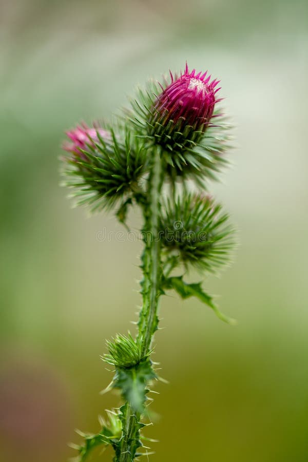 Burdock Flower on a Green Background Stock Photo - Image of pink ...