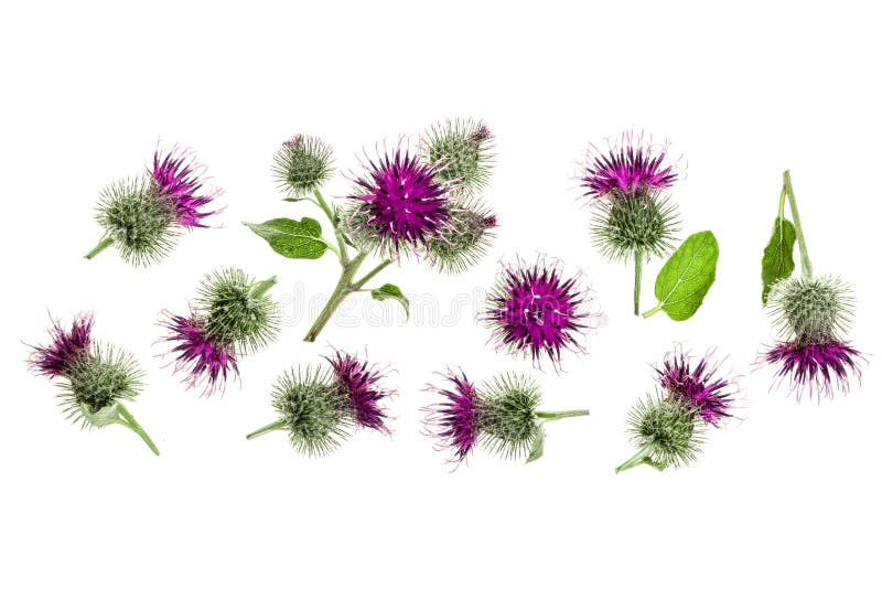 Burdock Flower Isolated on White Background with Copy Space for Your ...