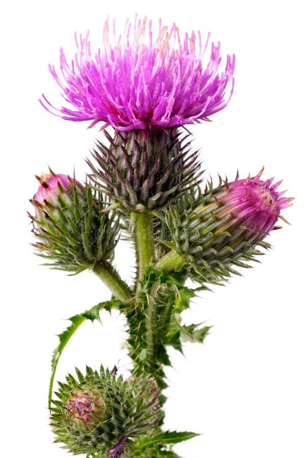 Burdock flowers stock photo. Image of background, white - 10060340