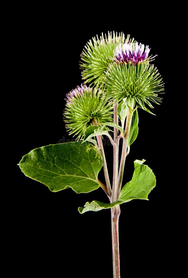 Burdock Flowers Isolated on a Black Background. Medicinal Plants Stock ...