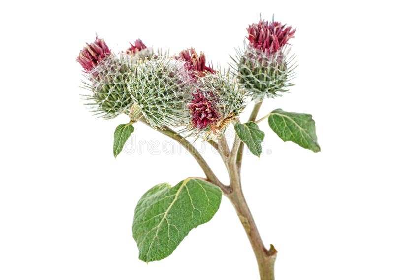 Burdock Flowers Isolated on White Background Stock Photo - Image of ...