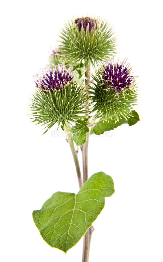 Burdock Flowers Isolated on White Background Stock Photo - Image of ...