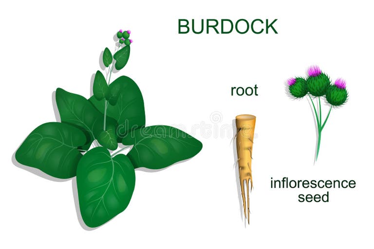 Burdock Root Stock Illustrations – 6,075 Burdock Root Stock ...