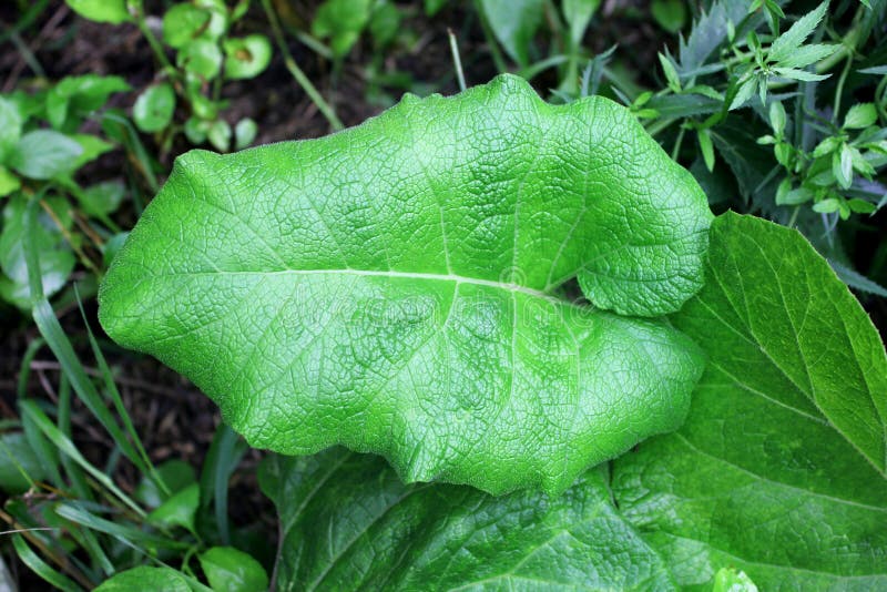 Burdock leaf stock image. Image of medicine, outdoors - 82187919