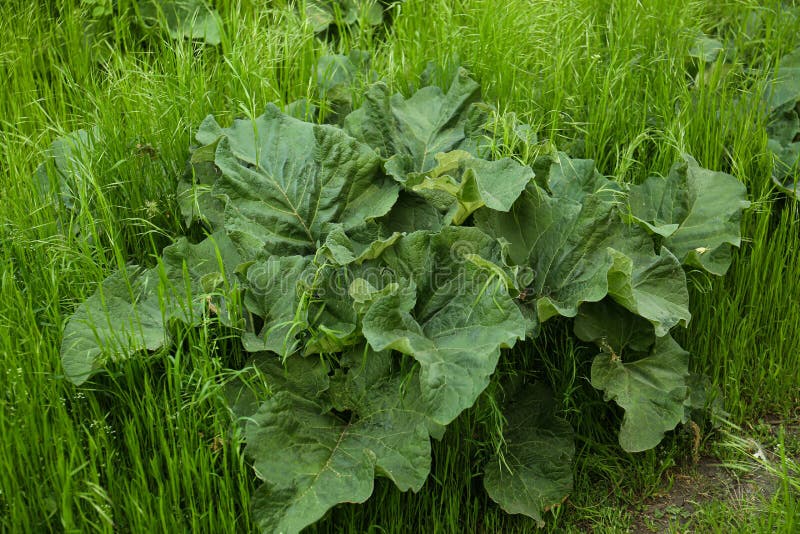 The Burdock Plant Grew in a Flower Bed. Stock Photo - Image of ...