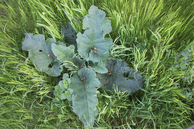 The Burdock Plant Grew in a Flower Bed. Stock Photo - Image of ...