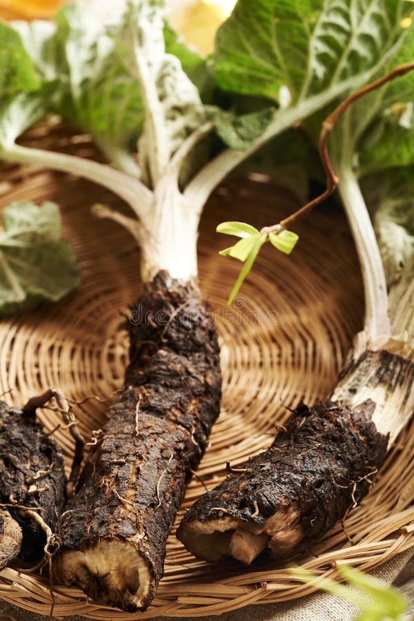 Burdock root on a table stock image. Image of table - 375625223